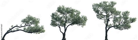 Stock Foto „set Of Ficus Microcarpa Chinese Banyan Small Fruited Fig