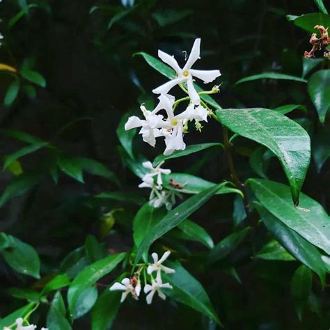 20 Star Shaped Flowers You Will Love To Grow Plants Craze