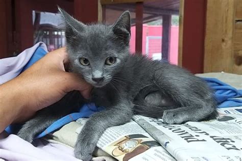 10092022 Venasio Vincenco Streunerherzen