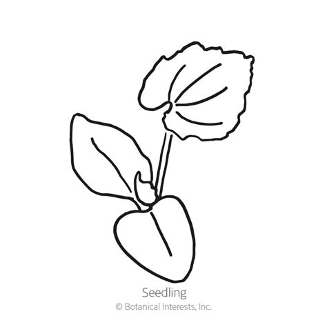 Mouse Melon Cucamelon Melon Seeds Epic Gardening