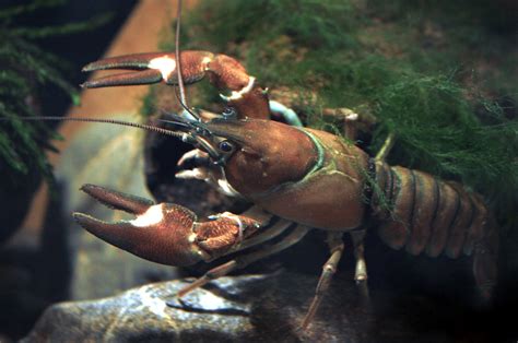 The Sooty Crayfish American Museum Of Natural History