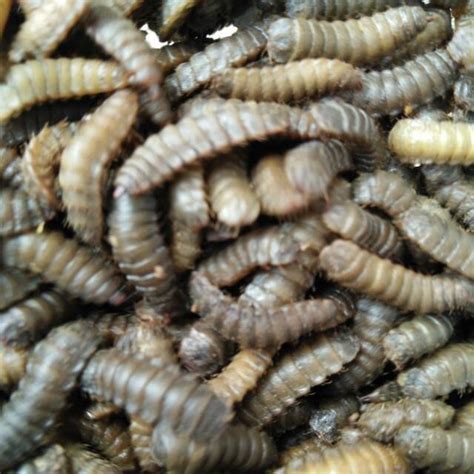 Prepupa And Pupa Flies Bsf 500 Gr Shopee Philippines