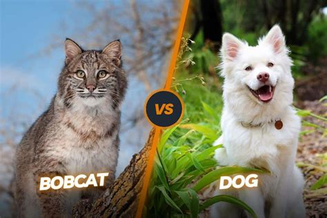Bobcat Size Comparison How Big Is A Bobcat