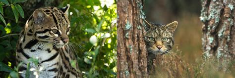 Ocelot Full Grown Ocelot Leopardus Pardalis Skin Of Adult Stock