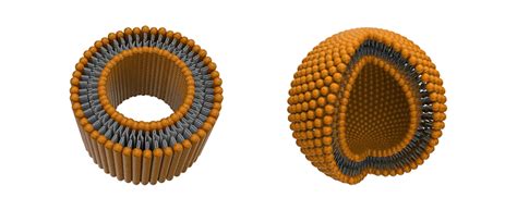 Gsoc Report Curvature For Mda Universes · Mdanalysis