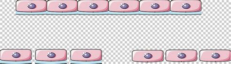 Simple Squamous Epithelium Vector Scientific Illustration