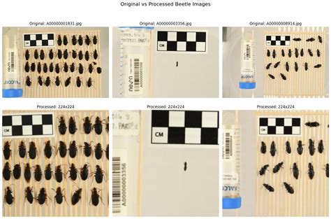Imagefolder Dataset Hpc Inference