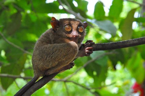 Philippine Tarsier Facts Size Habitat And Pictures
