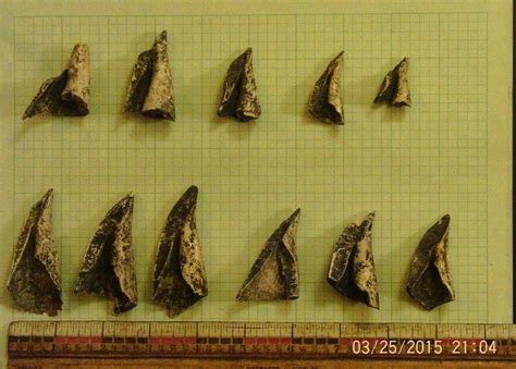 Detached Columella Blades Unit 3 At 20 To 30 Cm Download Scientific