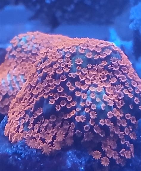 Grassman Reef Wadesville In