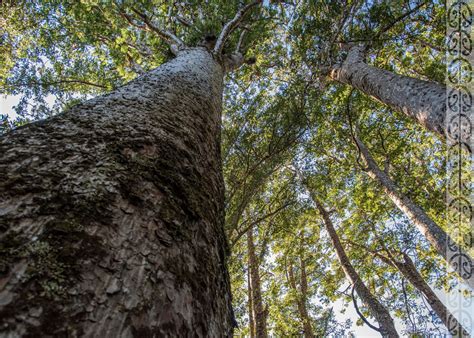 Te Mauri O Te Kauri Me Te Ngahere Storymap Kete Pūrākau