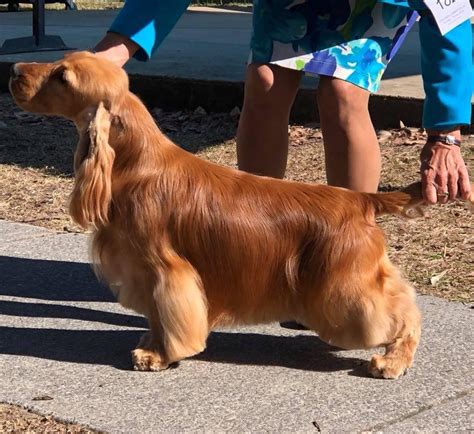 Macdolly And Asuare Cocker Spaniels Golden Retrievers Hungarian