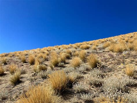Hike The Pct From Walker Pass To The Shoulder Of Morris Peak