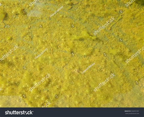 22526 Imágenes De Yellow Algae Imágenes Fotos Y Vectores De Stock
