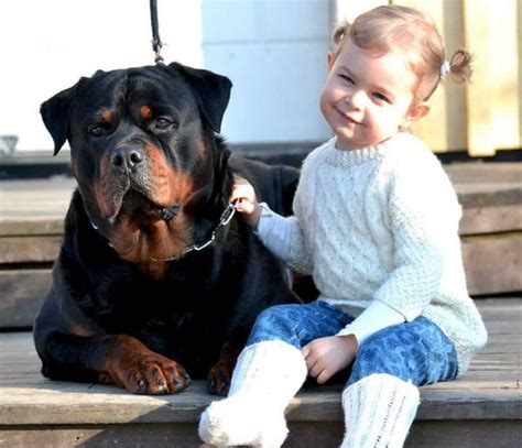 National Rottweiler Day June 28th Fun Facts And Celebration Ideas