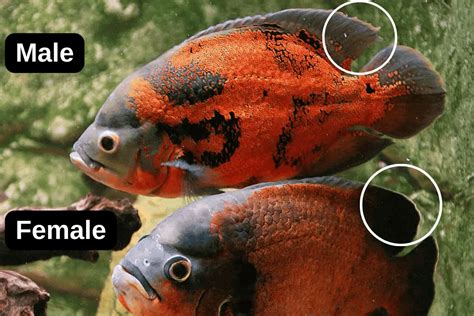 Male Vs Female Oscar Fish How To Tell The Difference Pet Fish Online