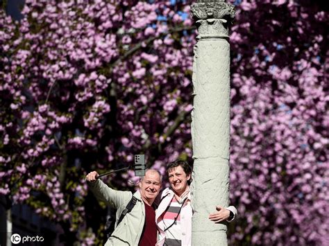 德国波恩粉色樱花盛开 民众漫步樱花大道拍照
