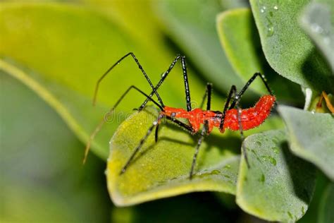 Juvenile Assassin Bug Stock Image Image Of Harpactocorinae 7892251