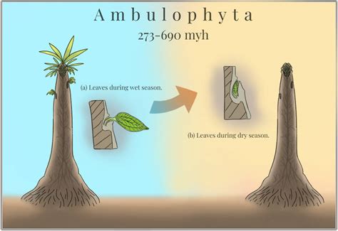 Bot Ambulophyta 273 690 Myh By Brainloading On Deviantart