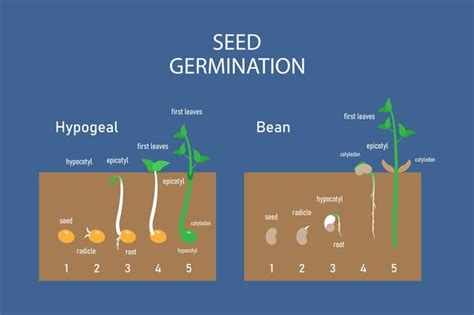 Germination Method Vectors And Illustrations For Free Download