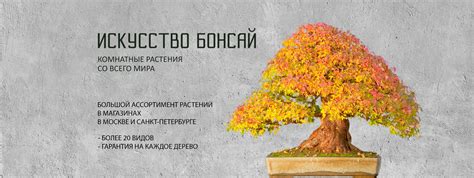 Искусство бонсай - купить бонсай в Санкт-Петербурге и Москве