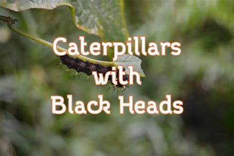 Caterpillars With Black Heads A Guide To Identification