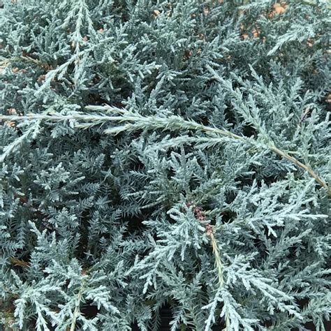 Juniperus Chinensis ‚angelica Blue‘ Gidk