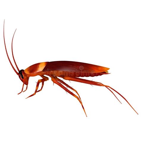 Schabe Stockfoto Bild Von Kriechen Braun Amerikanisch 46788030