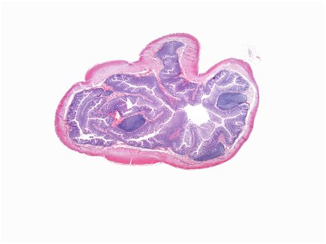 Colon Histology