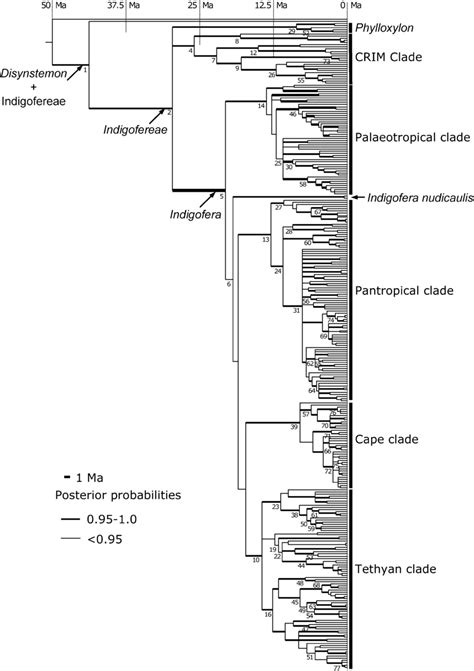 A Penalized Likelihood Rate Smoothed Bayesian Consensus Phylogeny Of