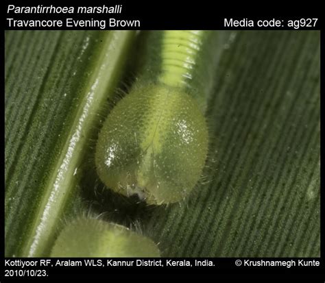 Parantirrhoea Marshalli Butterfly