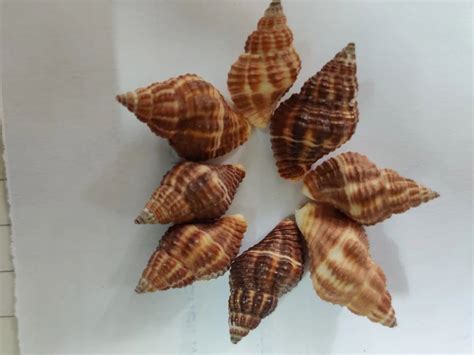 Kattha Kakamukh Seashell At Rs 400kg प्राकृतिक सीशेल In New Delhi Id 2849894999373