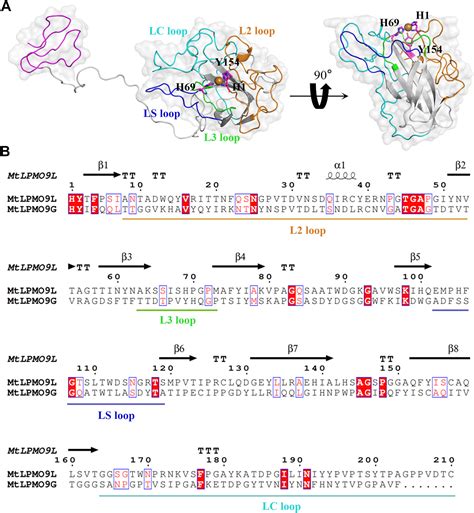 Carbohydrate Binding Modules Enhance H2o2 Tolerance By Promoting Lytic Polysaccharide