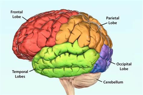 Parts Of The Frontal Lobe Brain Anatomy Introduction To