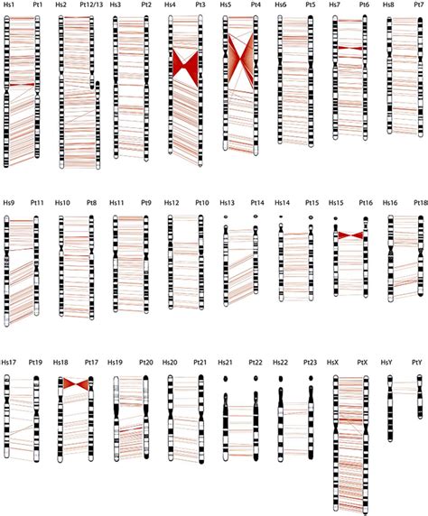 Chromosome Inversions That Distinguish Humans And Chimpanzees Inferred