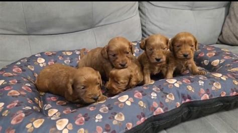 Cocapoo Slovensko Bazoš Cz