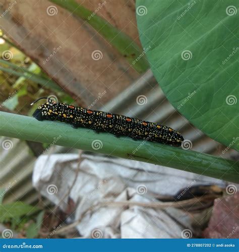 This Is A Type Of Dark Colored Caterpillar That Eats Plants And Leaves