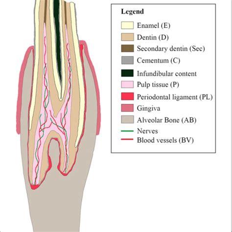 Figure E Schematic Sagittal Representation Of A Normal Cheek Tooth In