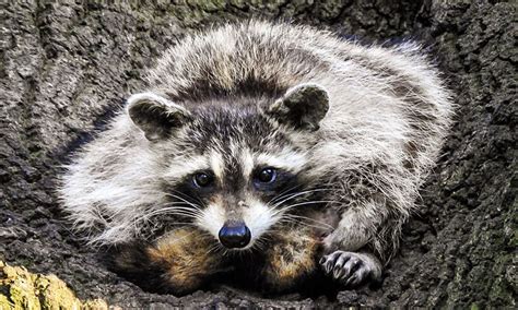 What Diseases Do Raccoons Carry Rabies Roundworm Leptospirosis