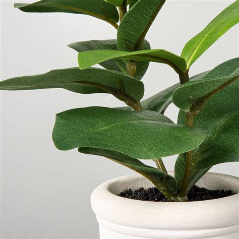 Faux Mini Clusia Rosea Potted Plant Hearth And Hand With Magnolia 1 Ct