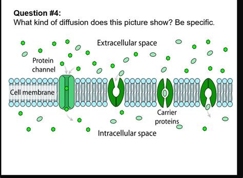 Solved Question What Kind Of Diffusion Is Occurring In Chegg Com