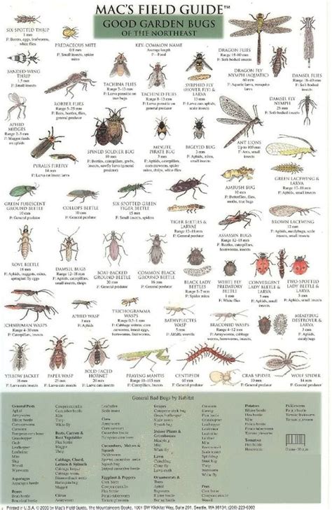 Beneficial Insects Chart