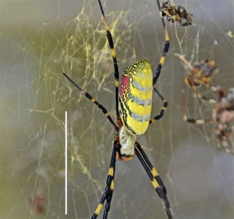 5 Largest Spiders In South Carolina And If Theyre Dangerous Hilton