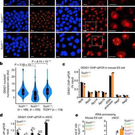 Model Explaining Cncc Type Selective Effects Of Nucleolar Dysfunction