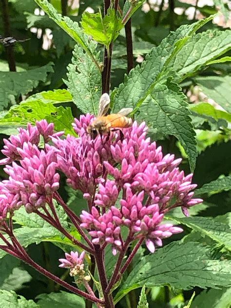 Ecotypes And Pollinators The Hickories
