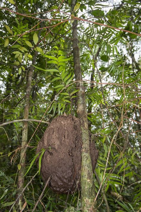 Termite Hive On Tree Stock Image C0388116 Science Photo Library