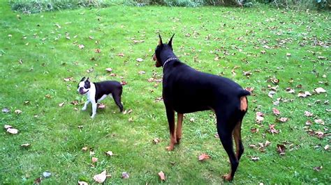 Doberman Attacks Boston Terrier Youtube