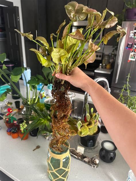 Tips To Transition To Soil Rhouseplants