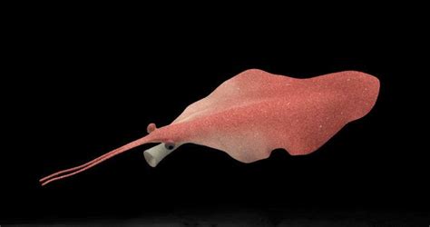 Nectocaris Alchetron The Free Social Encyclopedia