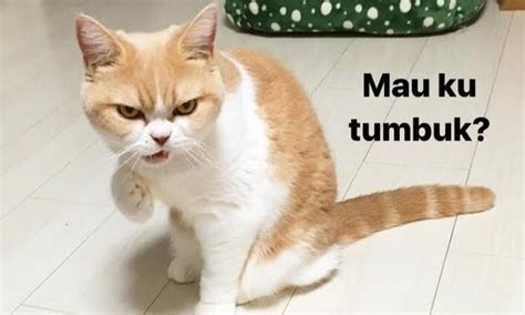 Meme Kocak Kucing Bisa untuk Reaksi Pesan WhatsApp